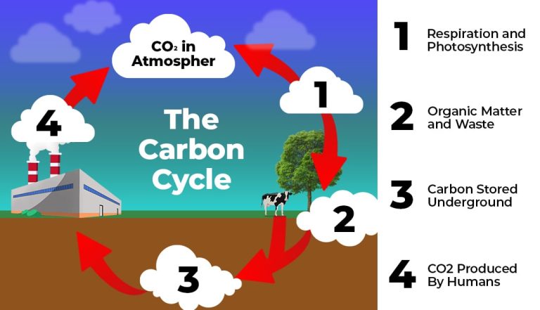 What Is the Carbon Cycle? Process And Importance